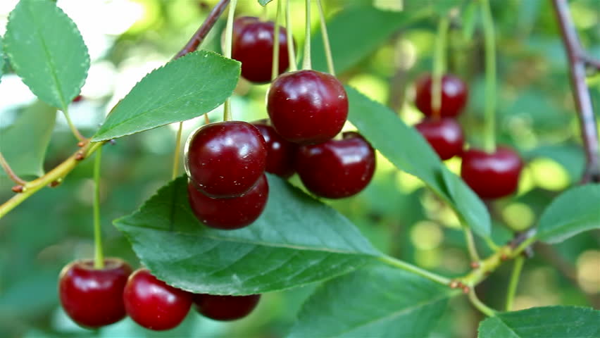 What month are cherries ripe?