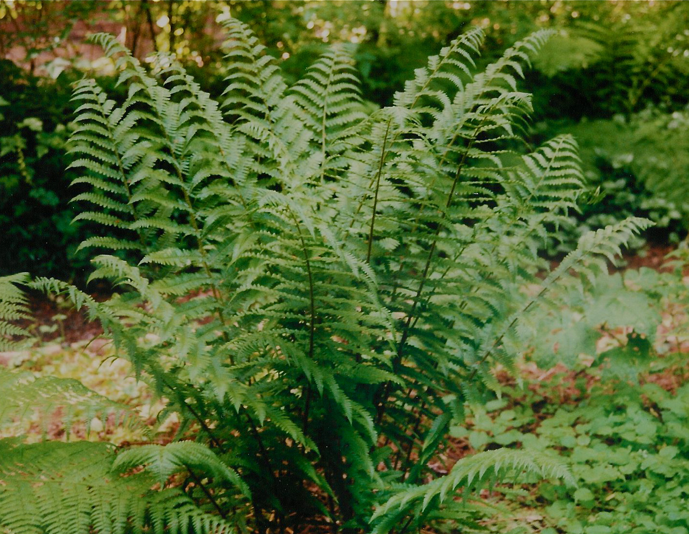 What do fiddlehead ferns look like?