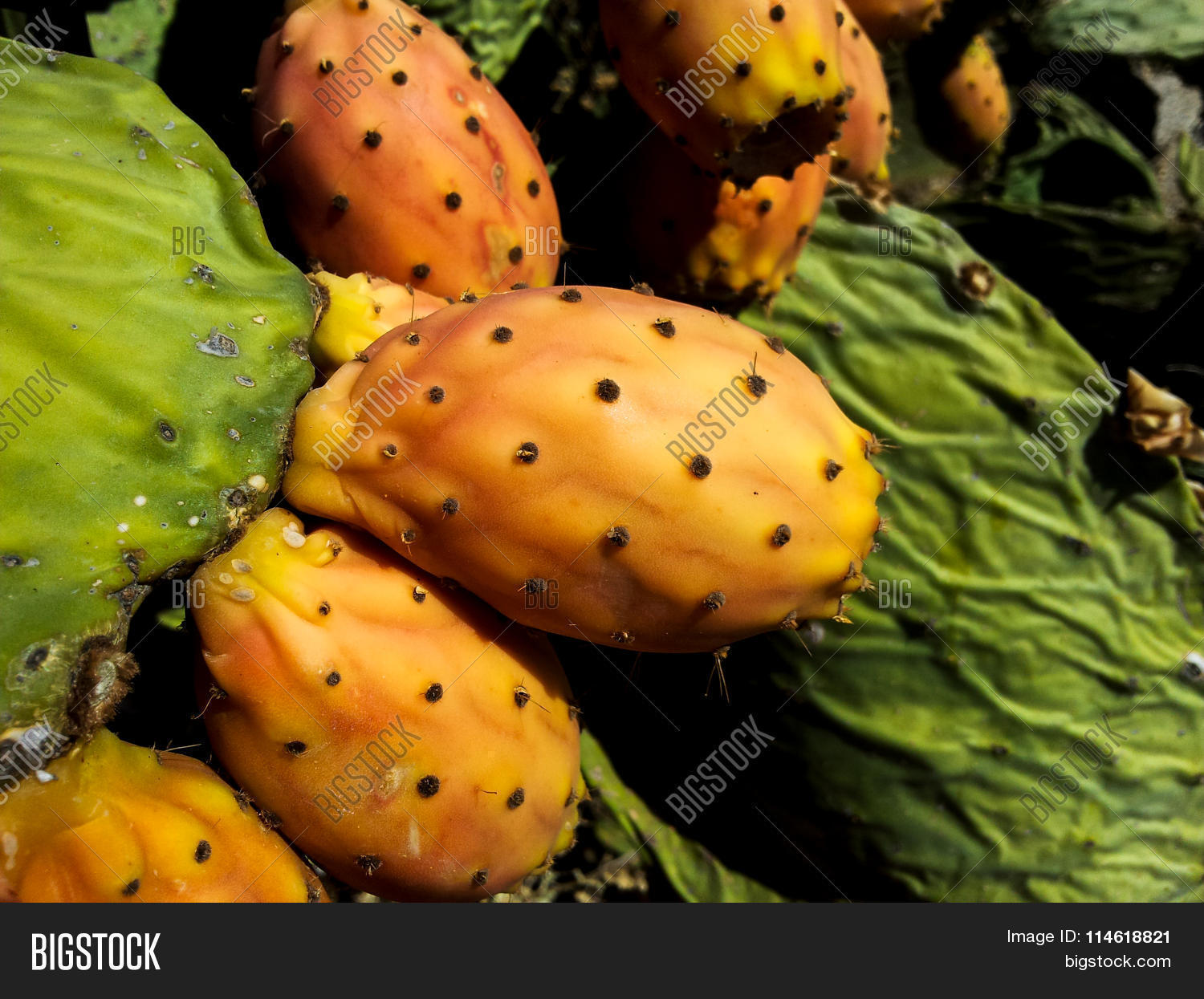 Can I order prickly pears online?