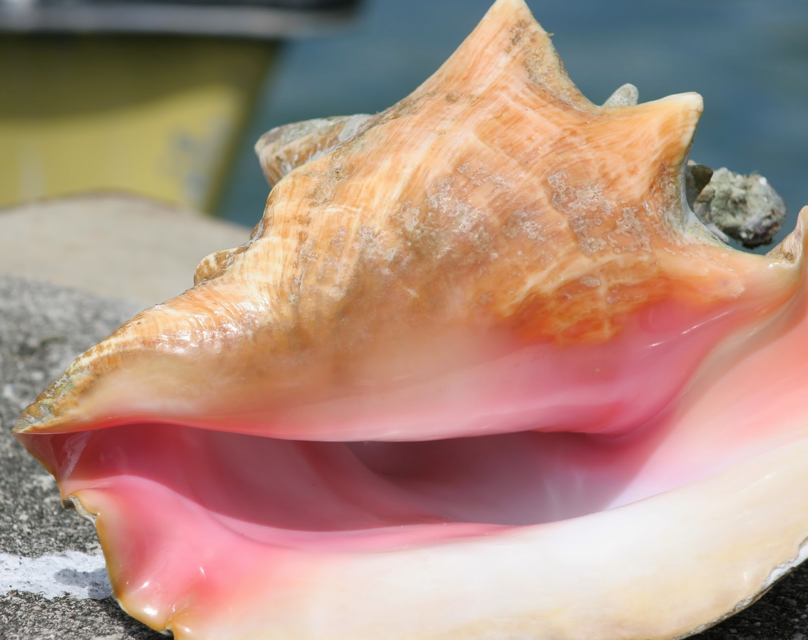 Is it illegal to take a conch shell?