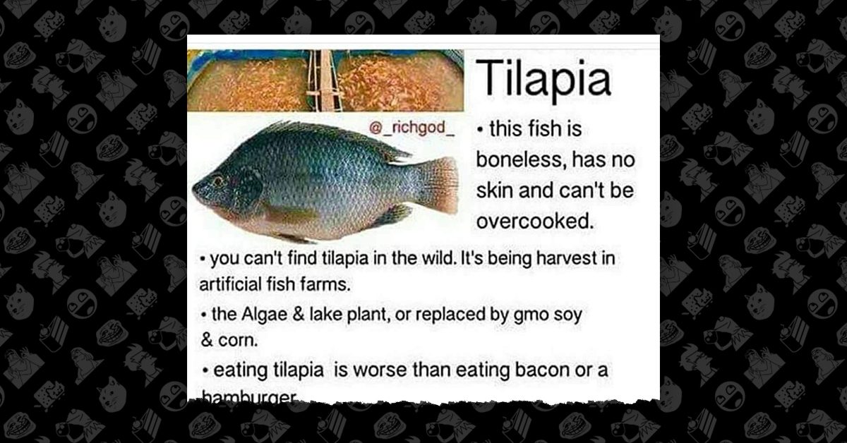 Is tilapia real fish?