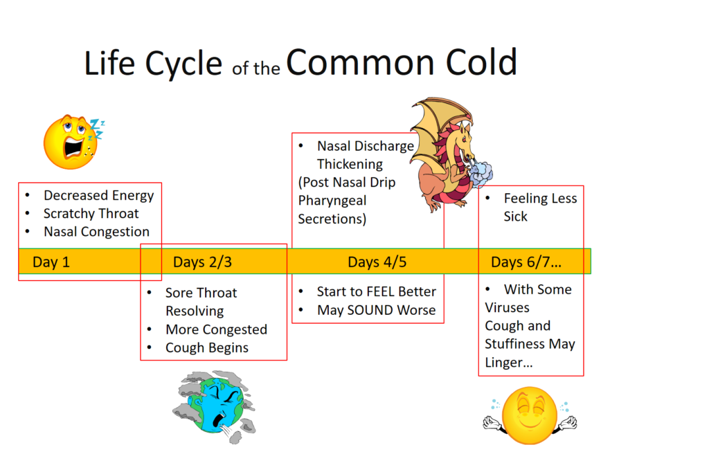 What are the stages of a head cold?