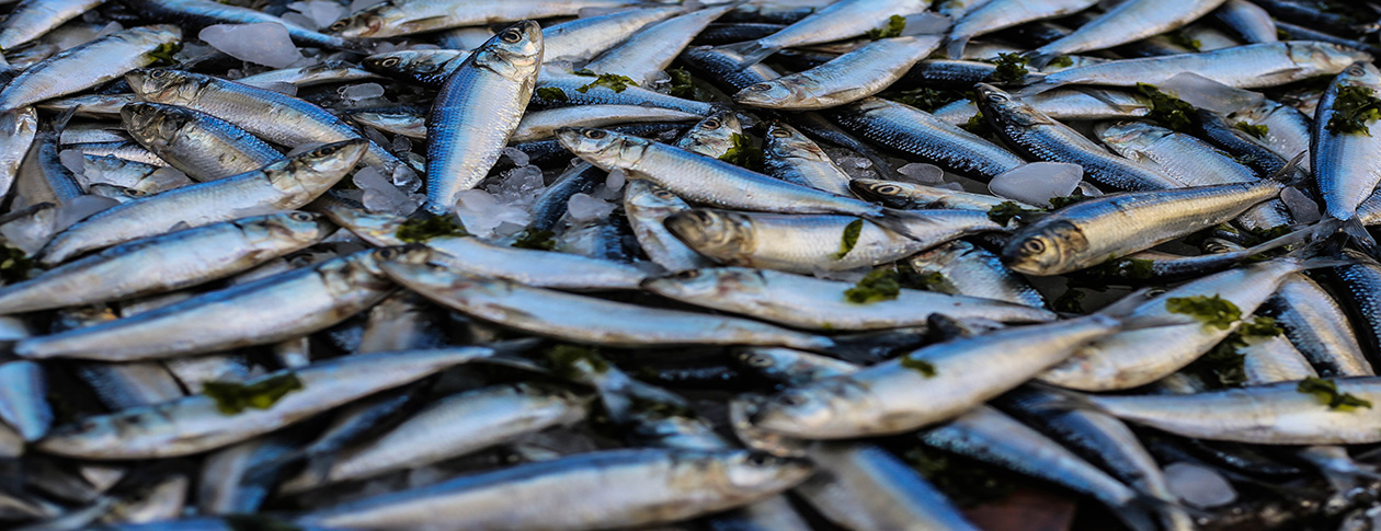 What is the best eating fish in Australia?
