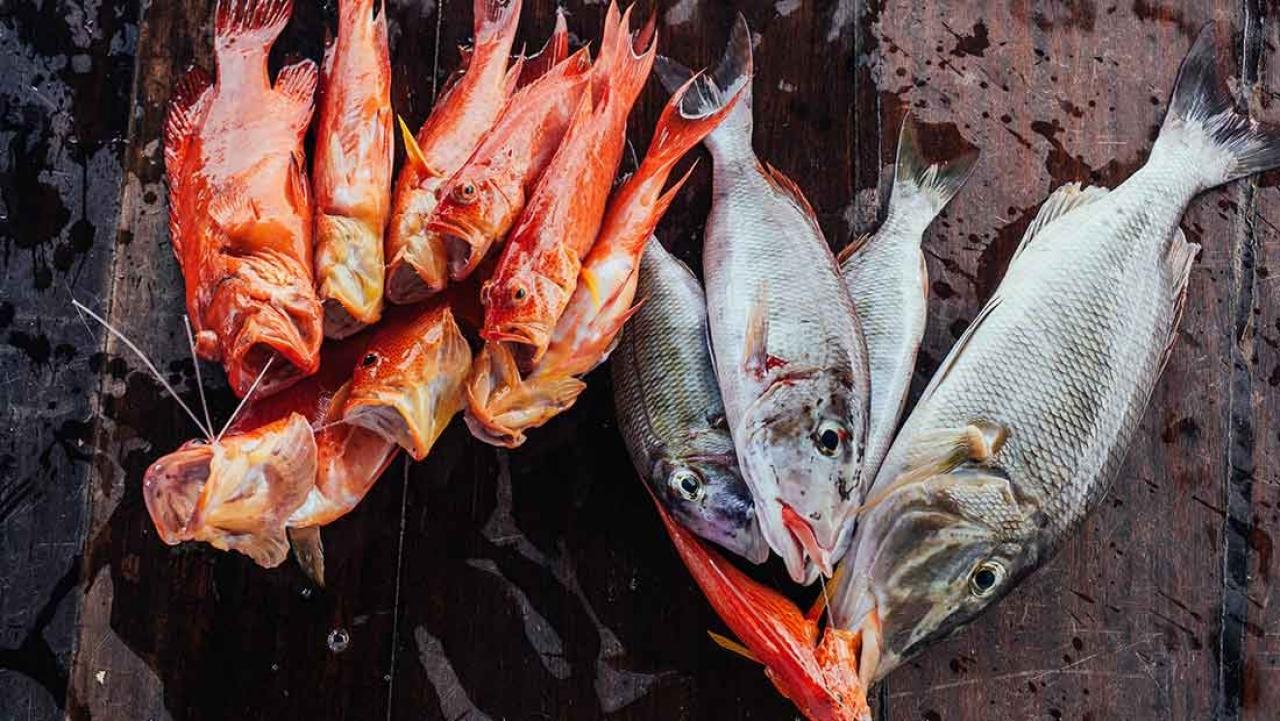 What is the best frozen fish?