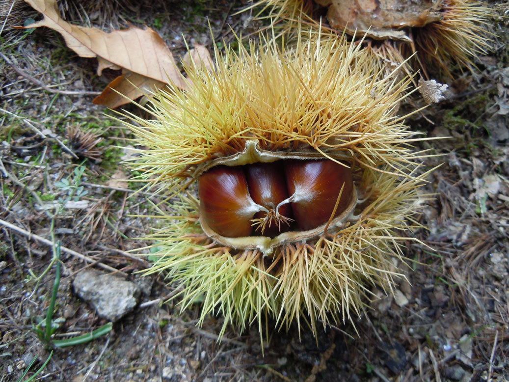 Do all chestnuts have worms in them?