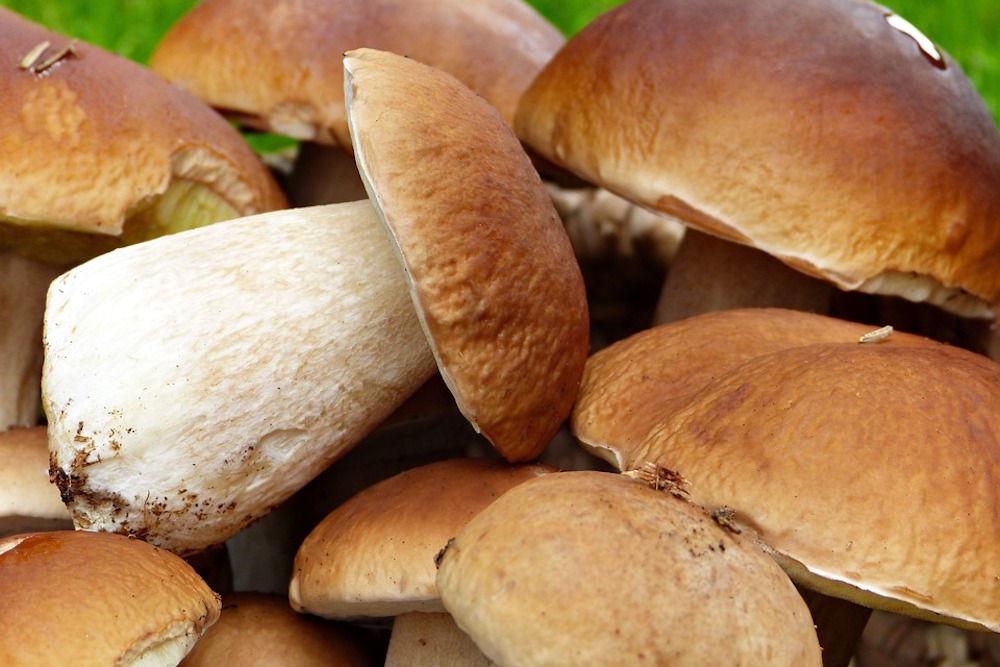 What is special about porcini mushrooms?