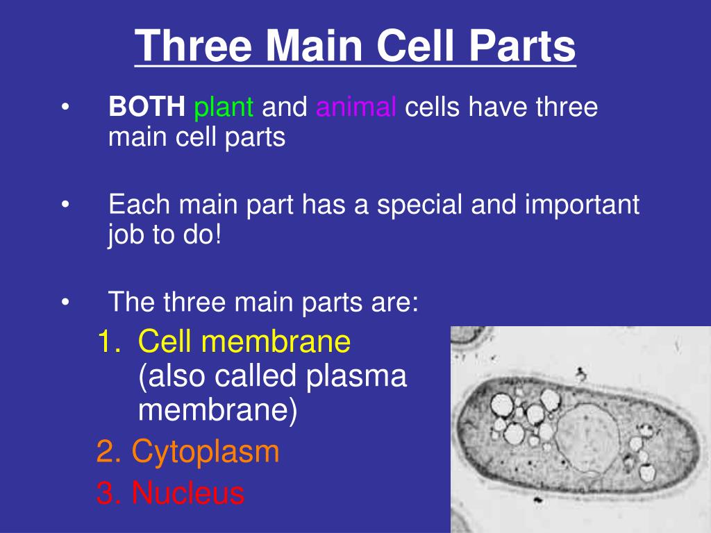 What are the three main parts of a casserole?