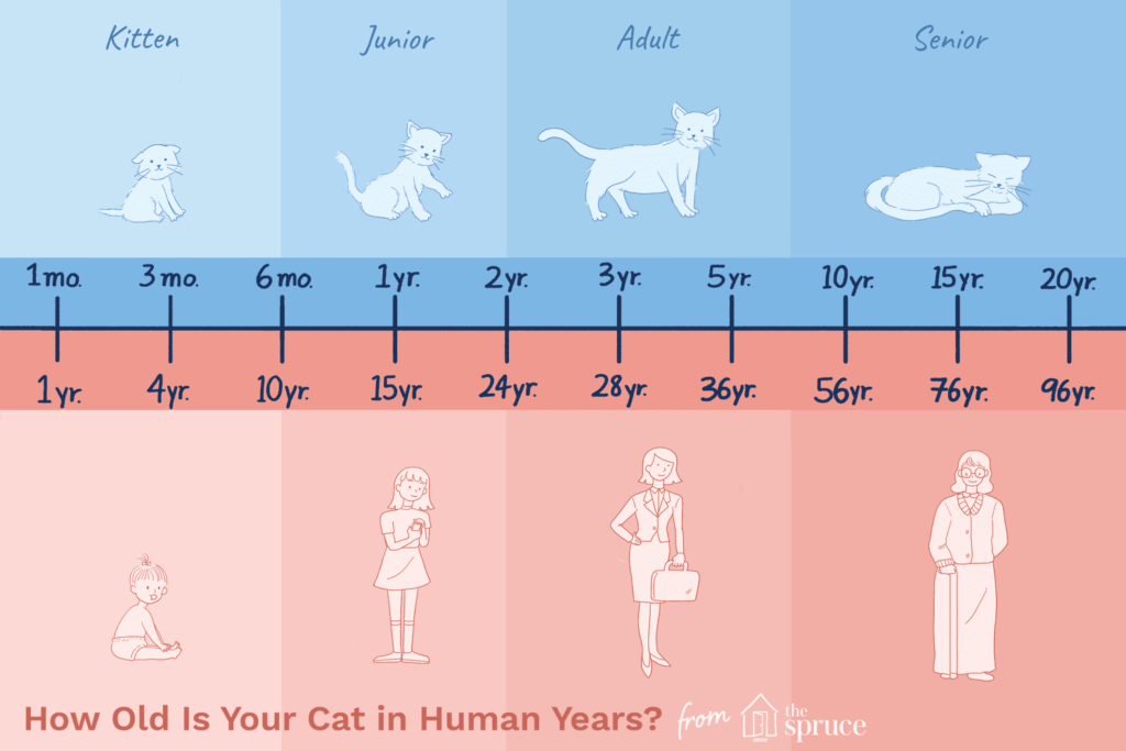 How old is Zhongli human years?