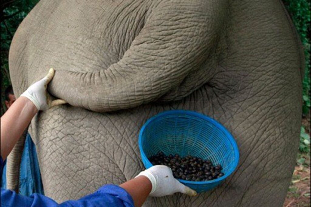 What is elephant poop coffee?