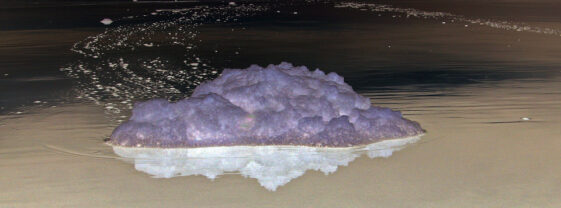What Is The Meaning Of Blown Spume what-is-the-meaning-of-blown-spume