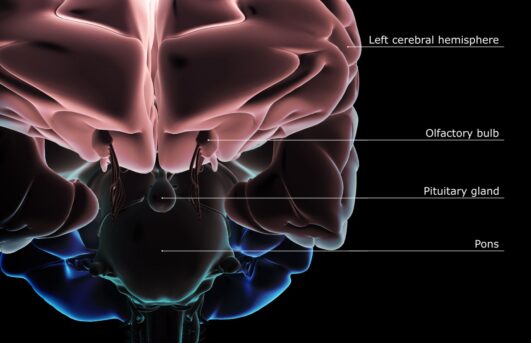 What is the role of the pons?