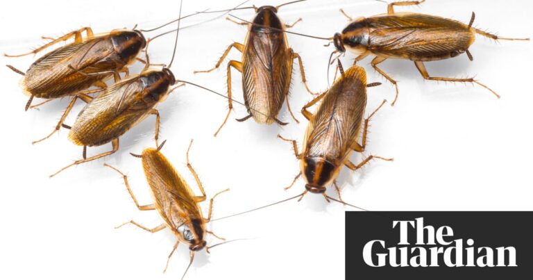 Do cockroaches like coffee?