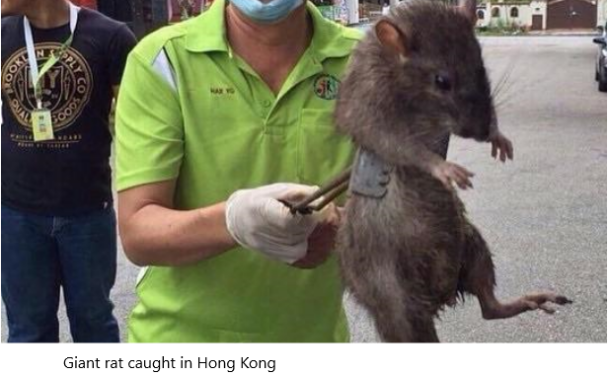 How do rats get into a restaurant?