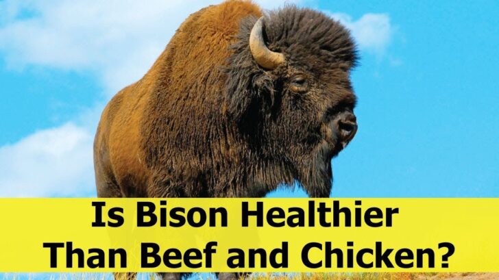 Is bison healthier than chicken?