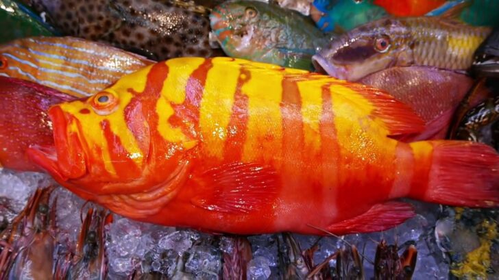 Is grouper fish expensive?