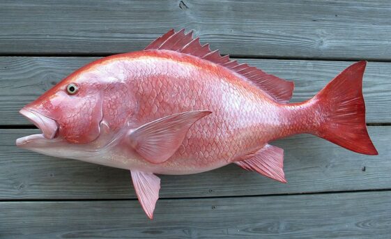 Is red fish and red snapper the same?