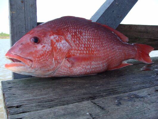 Is red snapper an expensive fish?