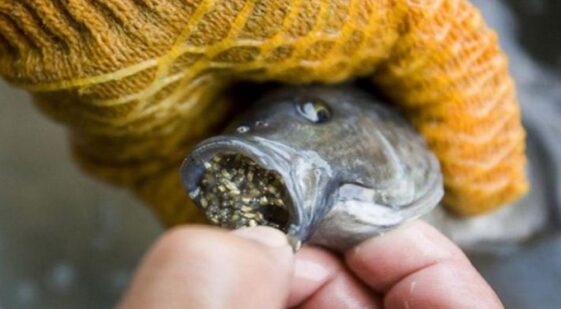 Is tilapia a dirty fish?