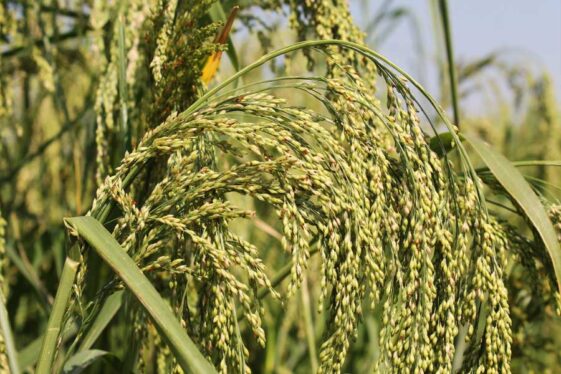 What are the 5 millets?