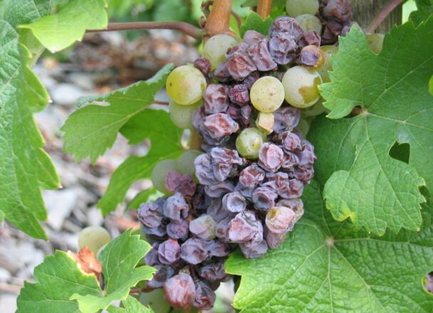 What causes grapes to mold?
