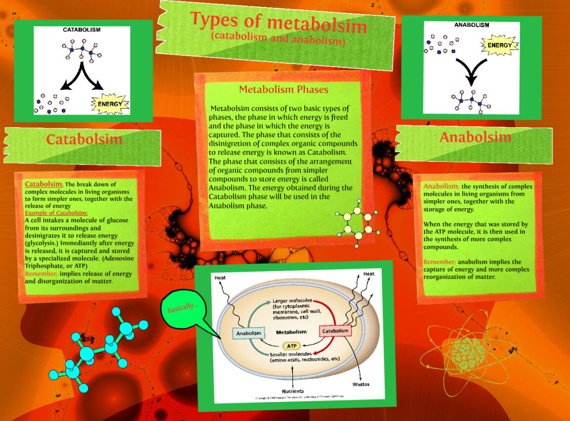 What is Type C metabolism?