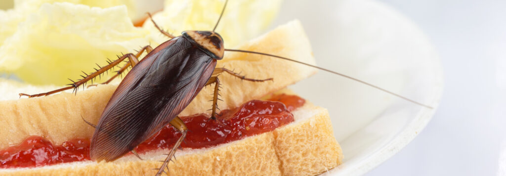 What is a cockroaches favorite food?