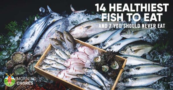 What is the healthiest fish to eat?