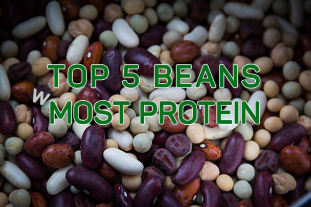Which Bean has highest protein?