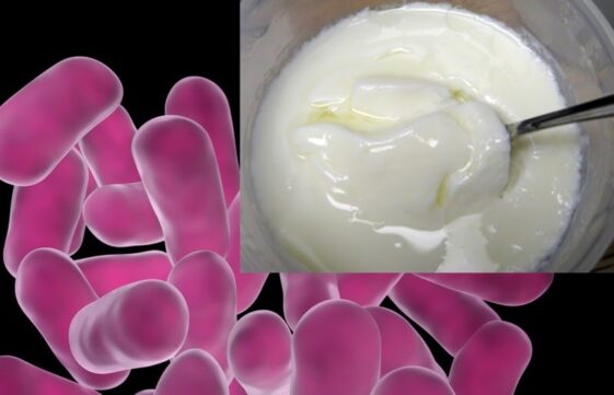 Which curd has probiotics?