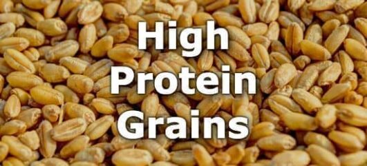 Which millet has highest protein?