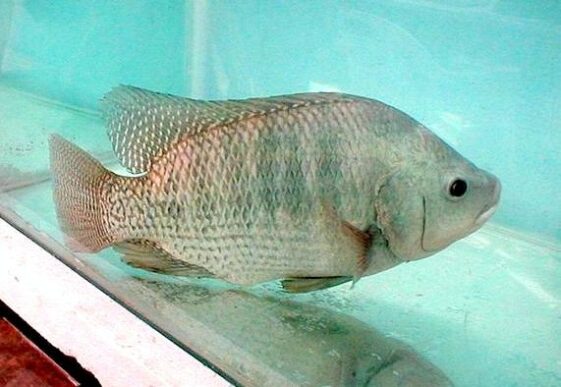 Why is tilapia considered a garbage fish?