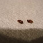 What is the difference between fun size and mini?